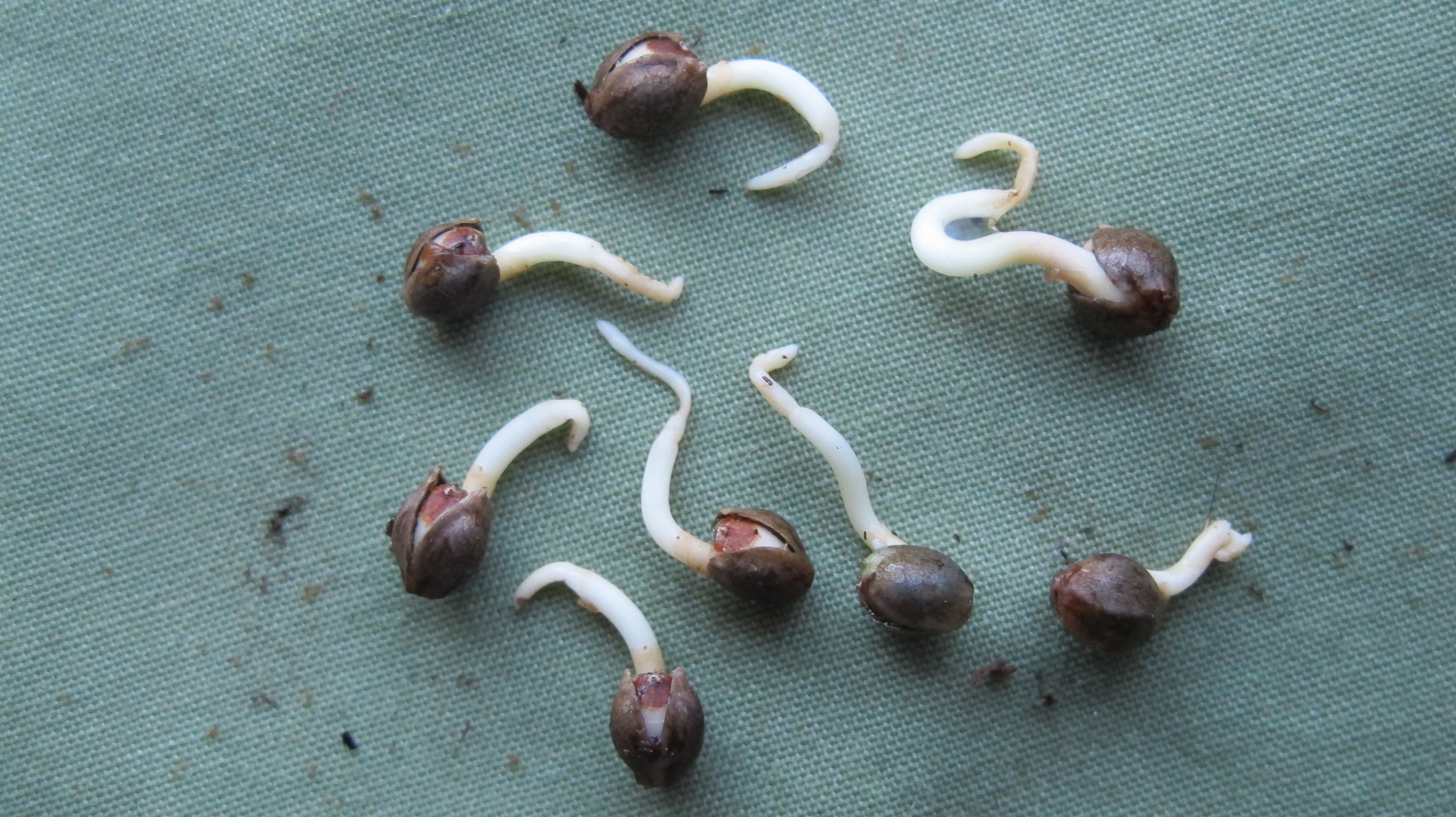 Zaden in een glas water ontkiemen - Mediwietsite