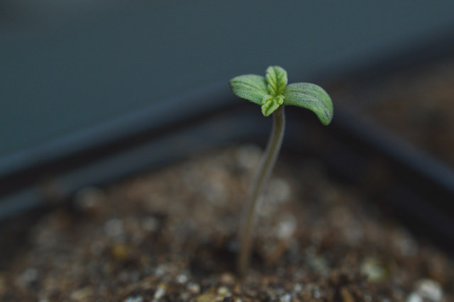 Winterserie kweken #3 - Ontkiemen en de groeifase - Mediwietsite