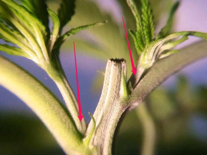 Toppen van wietplanten - Wat haal je weg en wanneer? - Mediwietsite