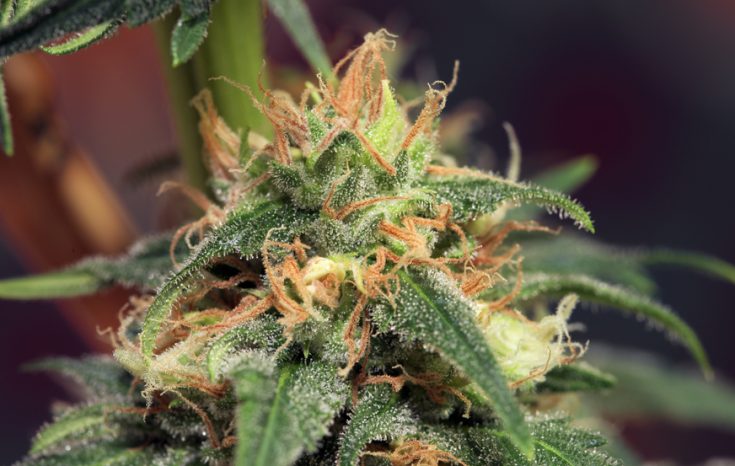 Cannabis calyx: de anatomie van een wiettop - Mediwietsite