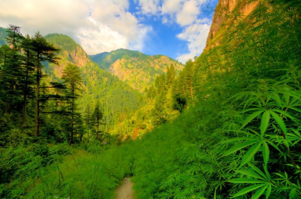 Ghandi: 'Legaliseer medicinale cannabis in India' - Mediwietsite