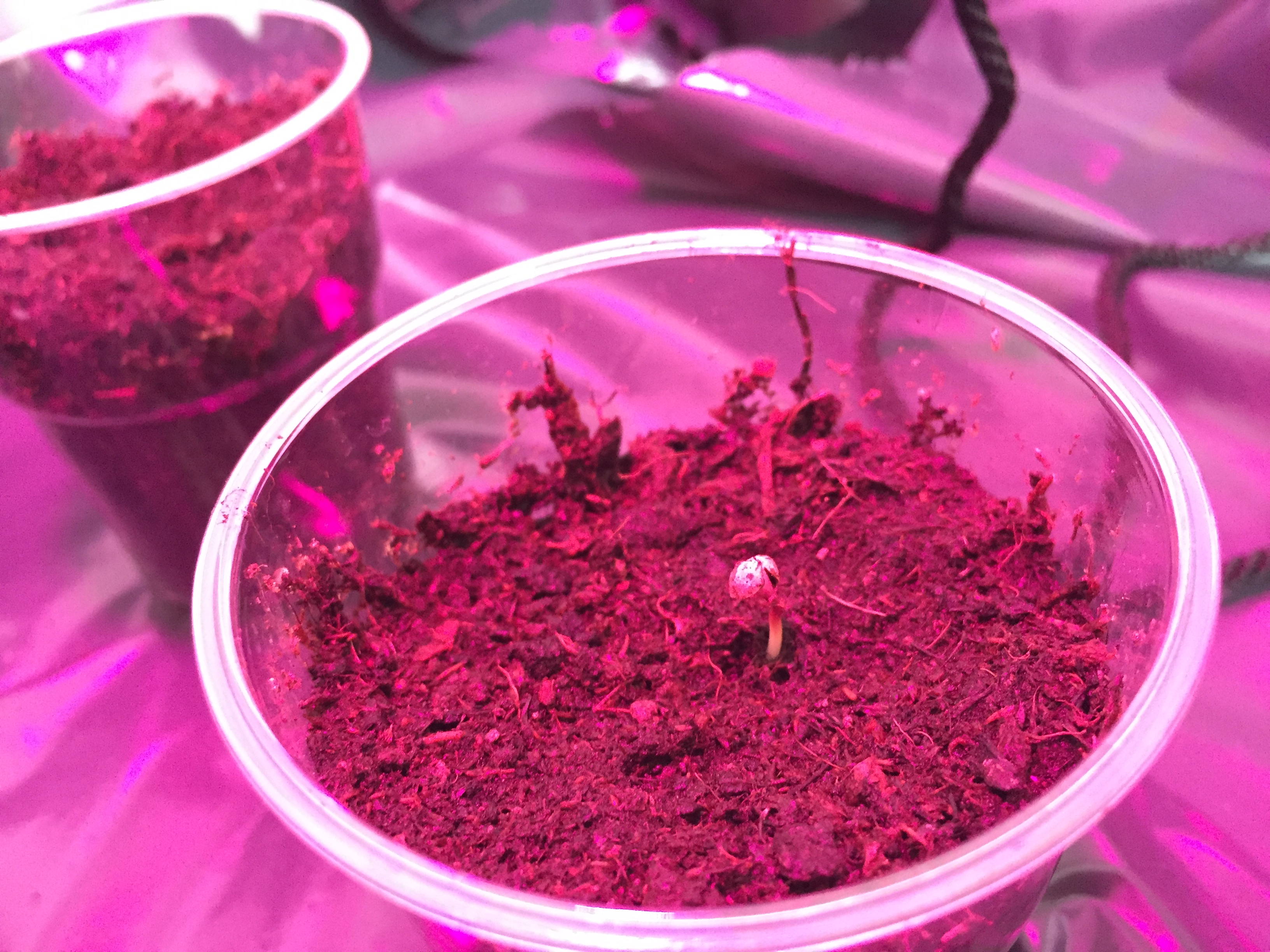 Mr. Kush is terug en ontkiemt z'n Kosher Kush x Tangie wietzaden ...