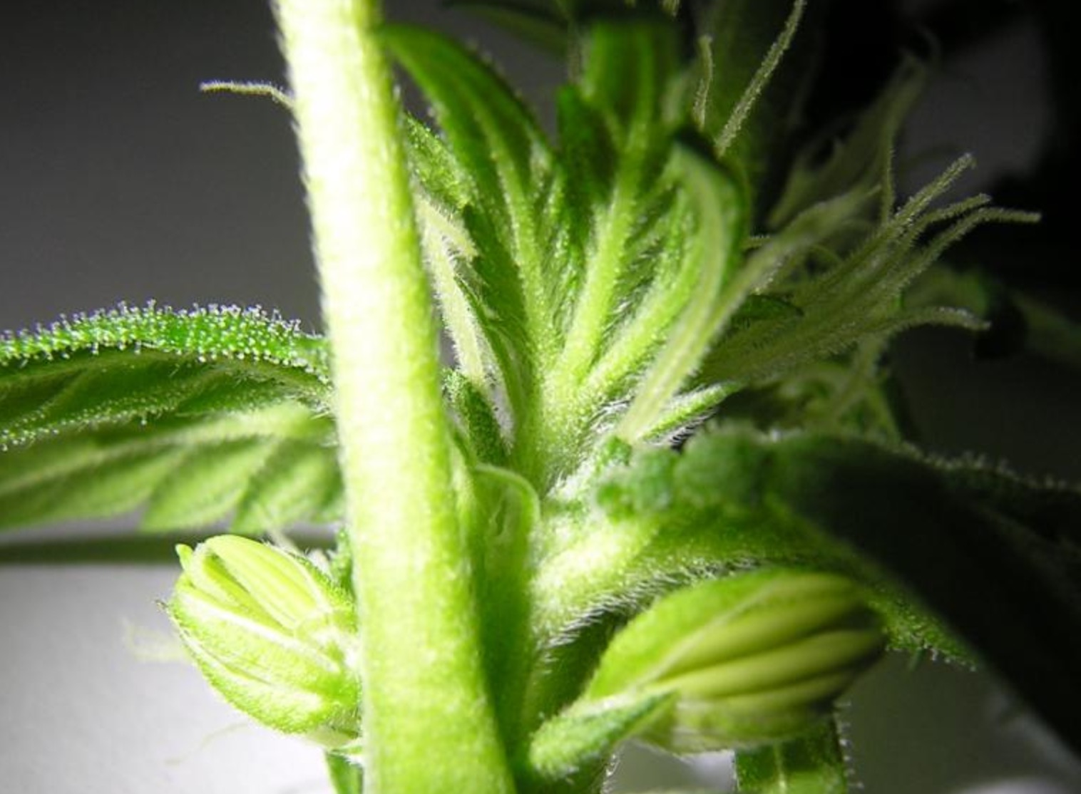 Gefeminiseerde wietplanten stressloos 'toppen zonder knippen ...