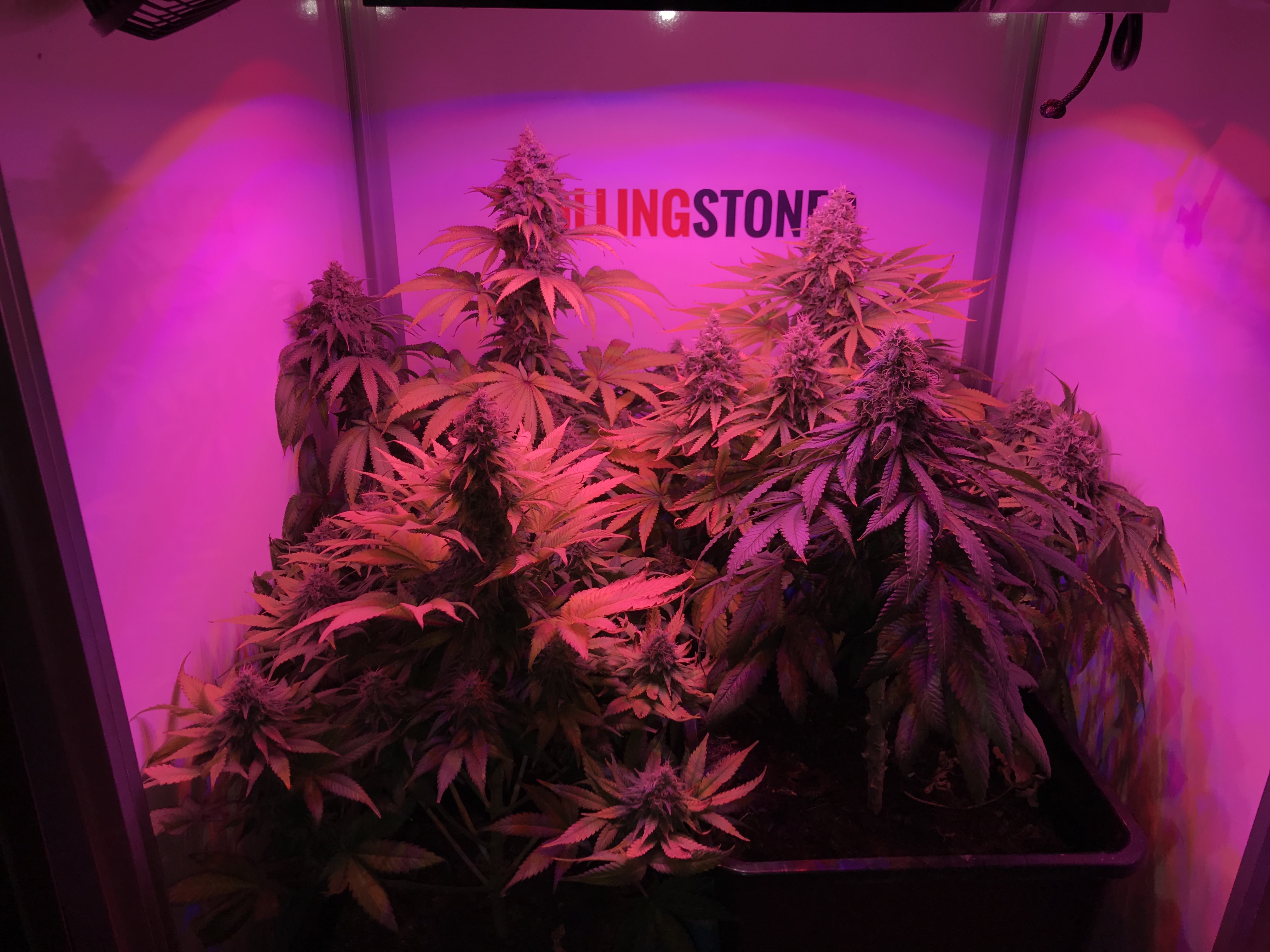 Mr. Kush bloeit wietplanten af en verwelkomt de herfst - Mediwietsite