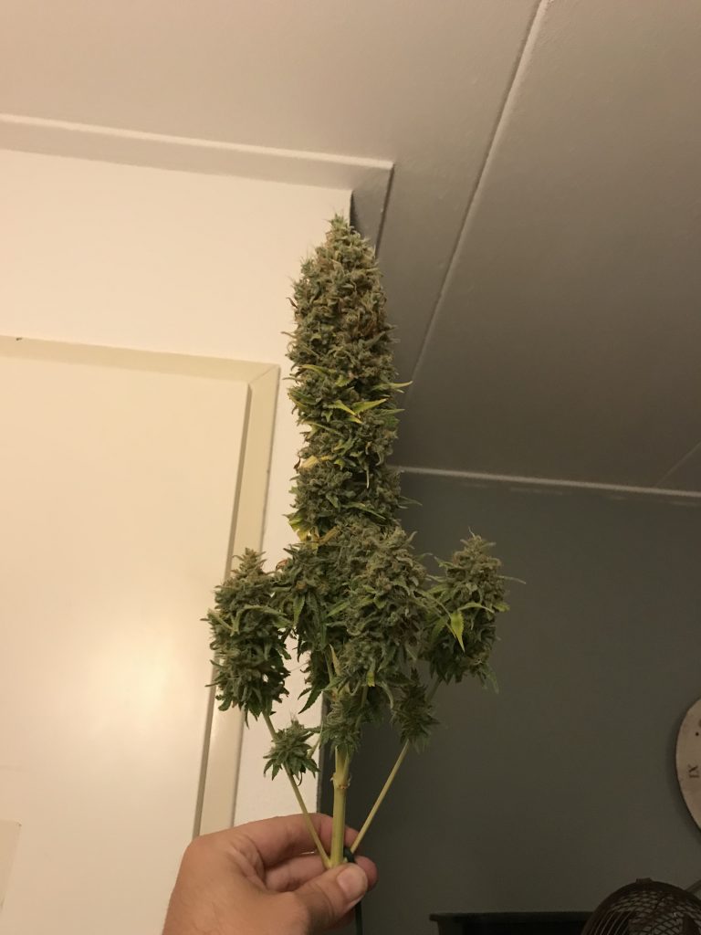 Mr. Kush oogst (meer dan) 1 gram wiet per Watt - Mediwietsite