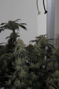 Mr. Kush kijkt uit naar de eerste oogst van het jaar - Mediwietsite