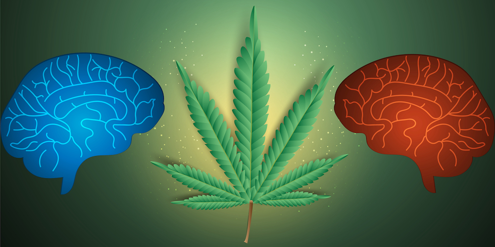 Cannabis verlicht symptomen van autisme bij jong volwassenen - Mediwietsite Cannabis verlicht symptomen van autisme bij jong volwassenen - Mediwietsite