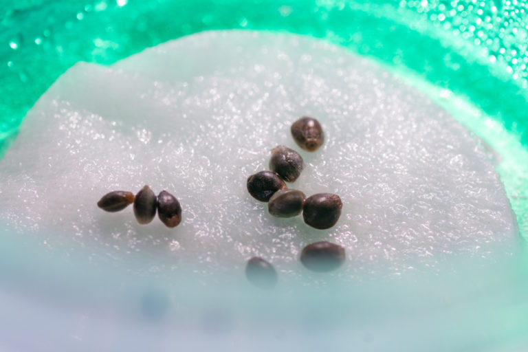 Medicinale cannabis kweken – Wietzaadjes ontkiemen doe je zo - Mediwietsite
