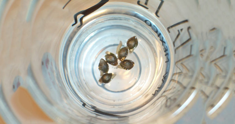Medicinale cannabis kweken – Wietzaadjes ontkiemen doe je zo - Mediwietsite