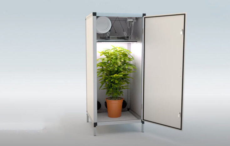 Medicinale wiet kweken voor eigen gebruik - Mediwietsite