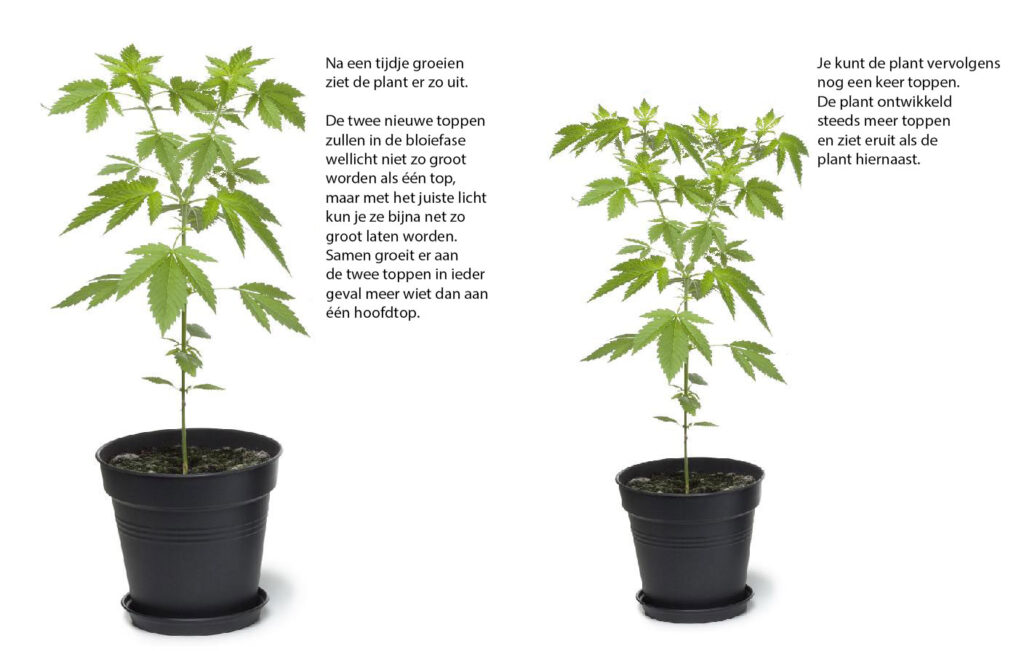 Toppen zonder stress ...voor je wietplant... - Mediwietsite