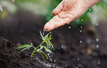Toppen van wietplanten - Wat haal je weg en wanneer? - Mediwietsite