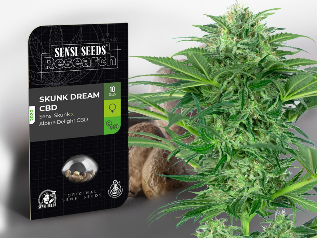 De medicinale wietsoort Skunk Dream CBD - Mediwietsite