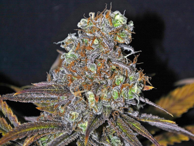 Top 10 medicinale wietsoorten (met CBD én meer) - Mediwietsite