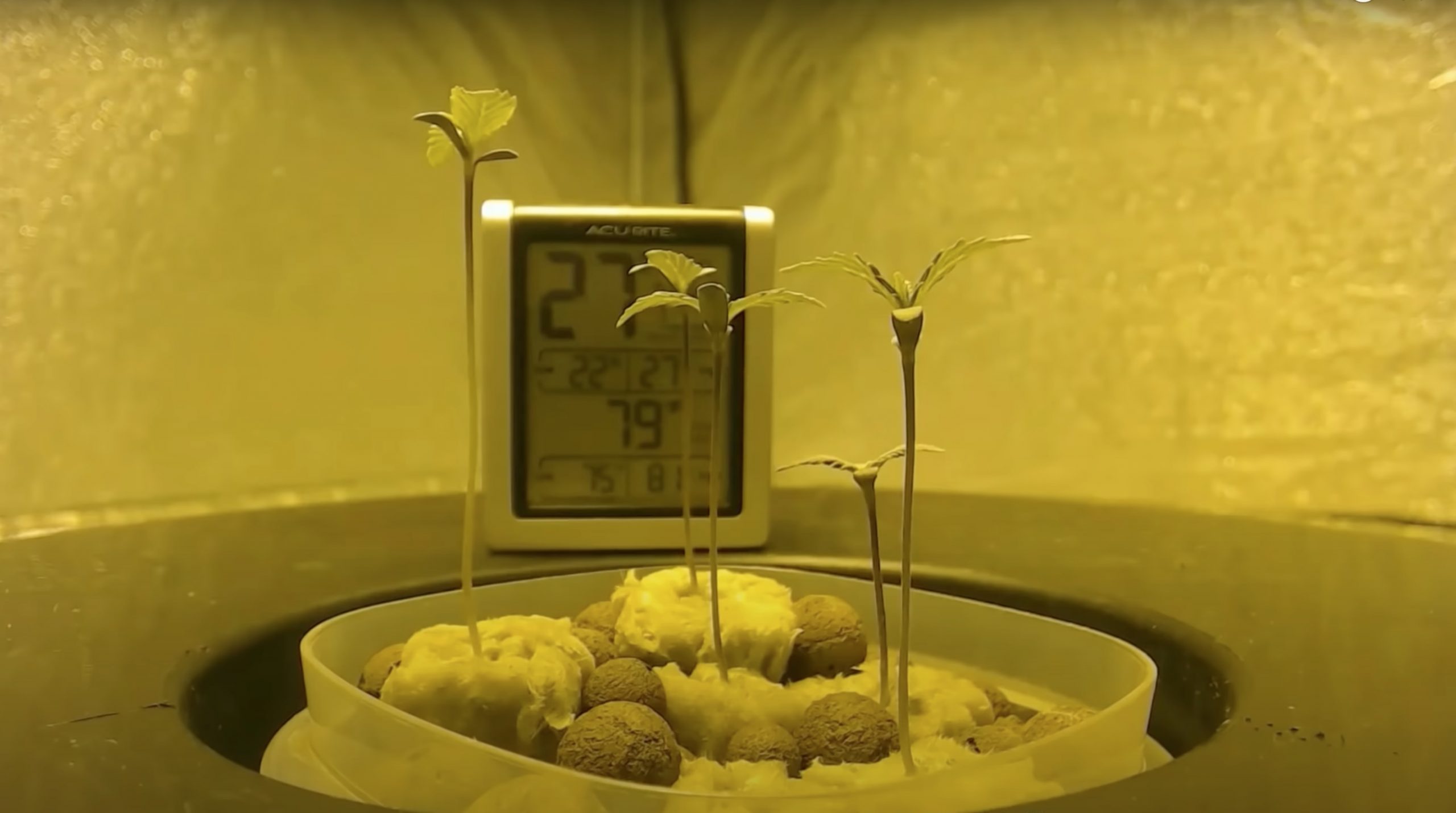 Prachtige 'timelapse' video • complete wietplant-cyclus in 10:53 ...