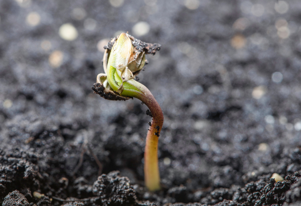 Waarom biologisch wiet kweken het gemakkelijkst is voor beginners ...
