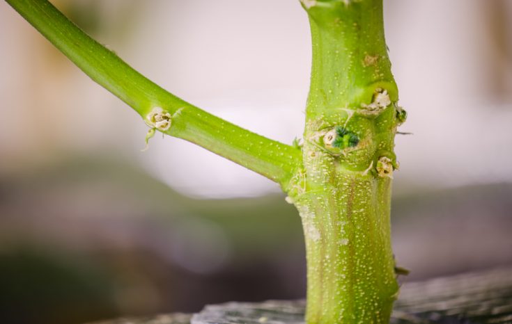 Kweken - Mediwietsite