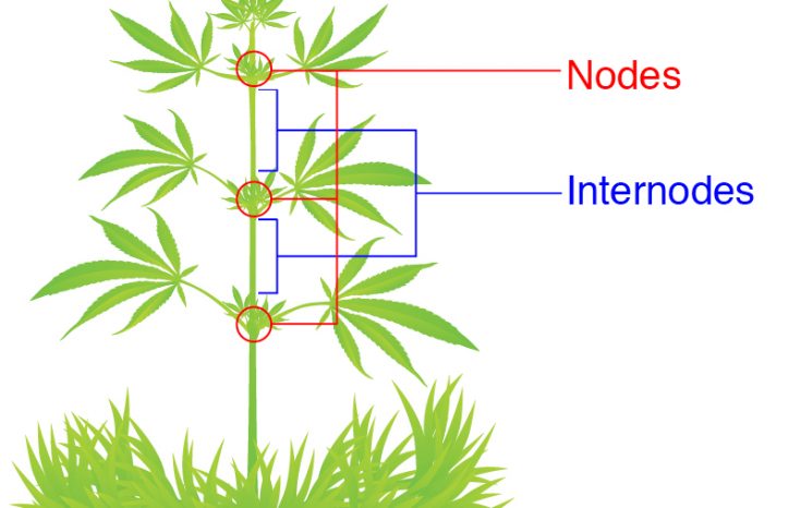 Kweken - Mediwietsite