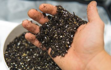 Medicinale wiet kweken voor eigen gebruik - Mediwietsite