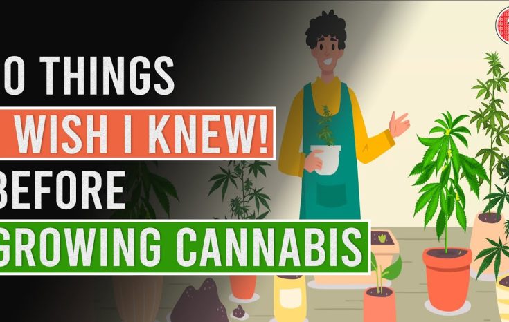 Medicinale cannabis - Mediwietsite