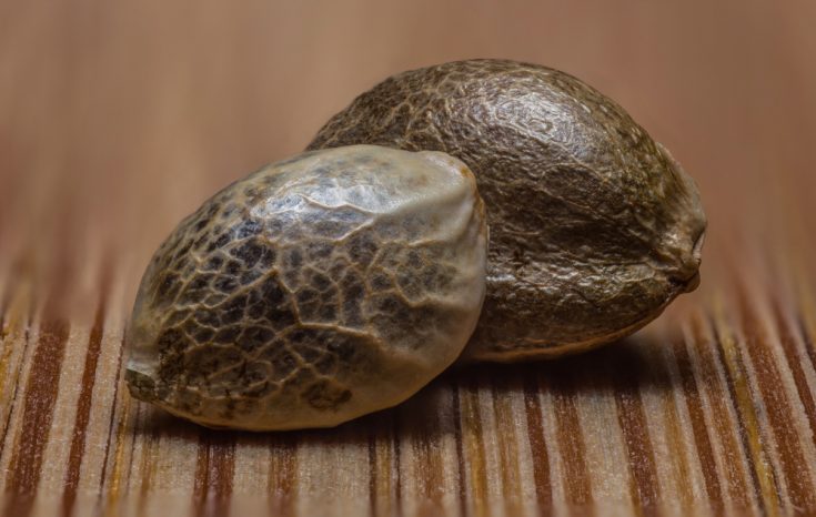 Medicinale wiet kweken voor eigen gebruik - Mediwietsite