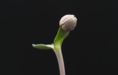 Toppen van wietplanten - Wat haal je weg en wanneer? - Mediwietsite