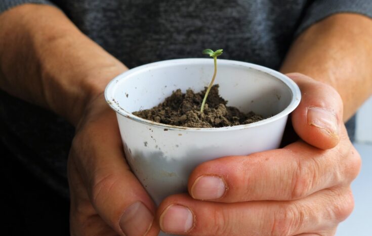 Medicinale wiet kweken voor eigen gebruik - Mediwietsite