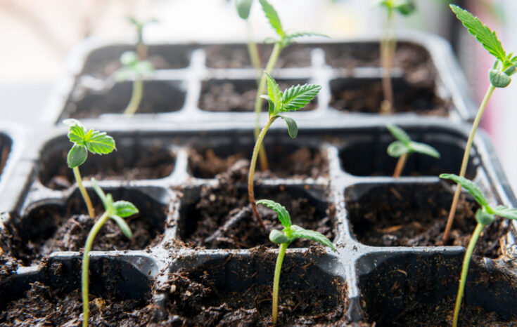 Medicinale wiet kweken voor eigen gebruik - Mediwietsite