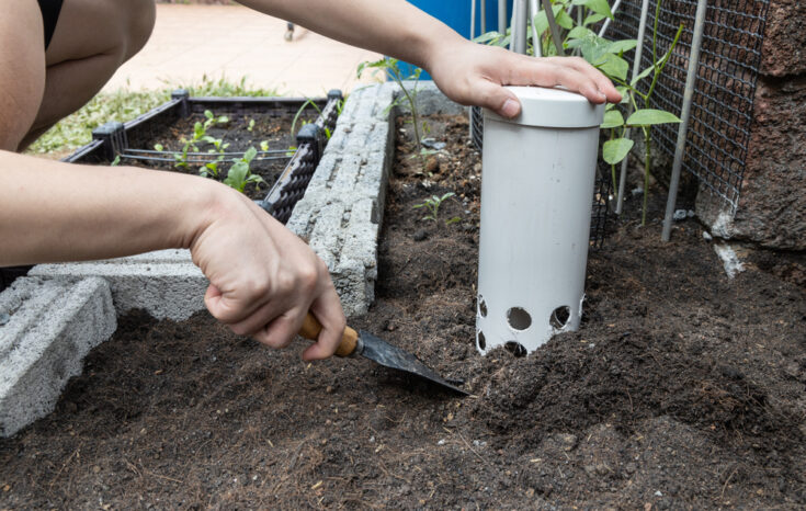 Medicinale wiet kweken voor eigen gebruik - Mediwietsite