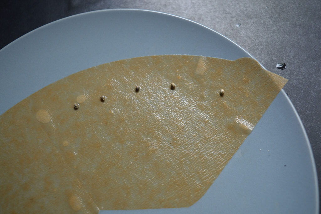 Waarom wietzaadjes soms niet uitkomen, en hoe ontkiemen wél moet ...