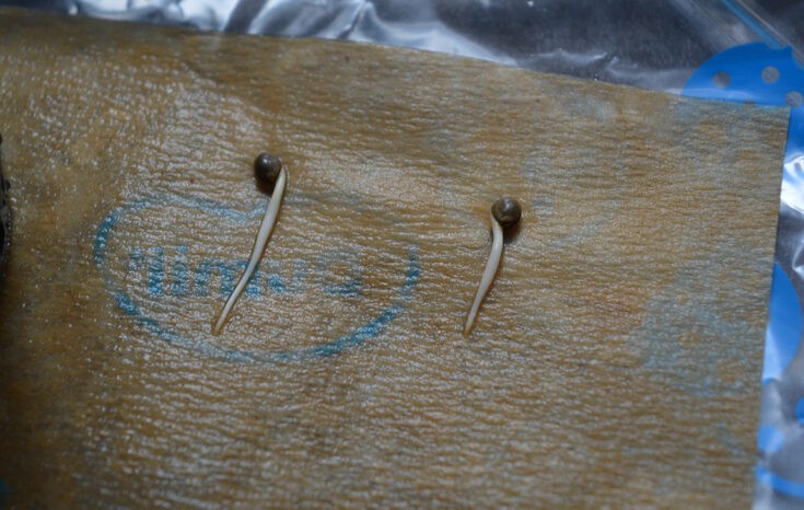 Kweken - Mediwietsite