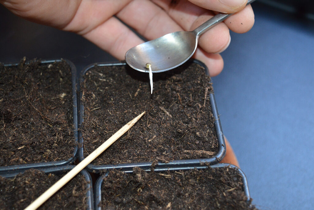 Waarom wietzaadjes soms niet uitkomen, en hoe ontkiemen wél moet ...