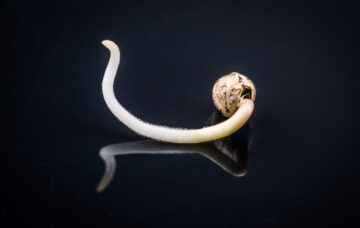 Toppen van wietplanten - Wat haal je weg en wanneer? - Mediwietsite