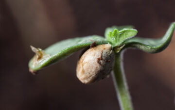 Kweken - Mediwietsite