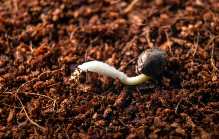 Kweken - Mediwietsite