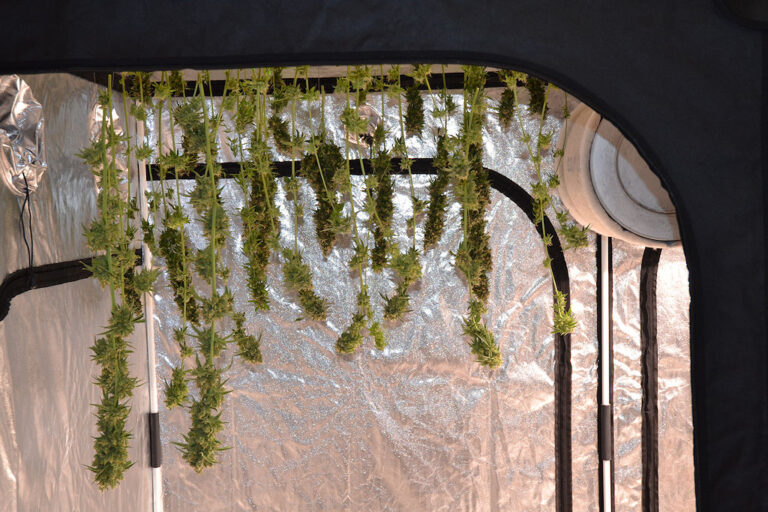 Tien buitenwiet oogsttips voor beginners - Mediwietsite