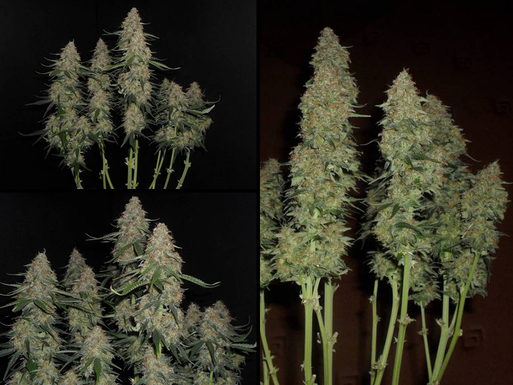 CBD 1:1 Silver Lime Haze Autoflower: medicinale Haze met THC én CBD ...